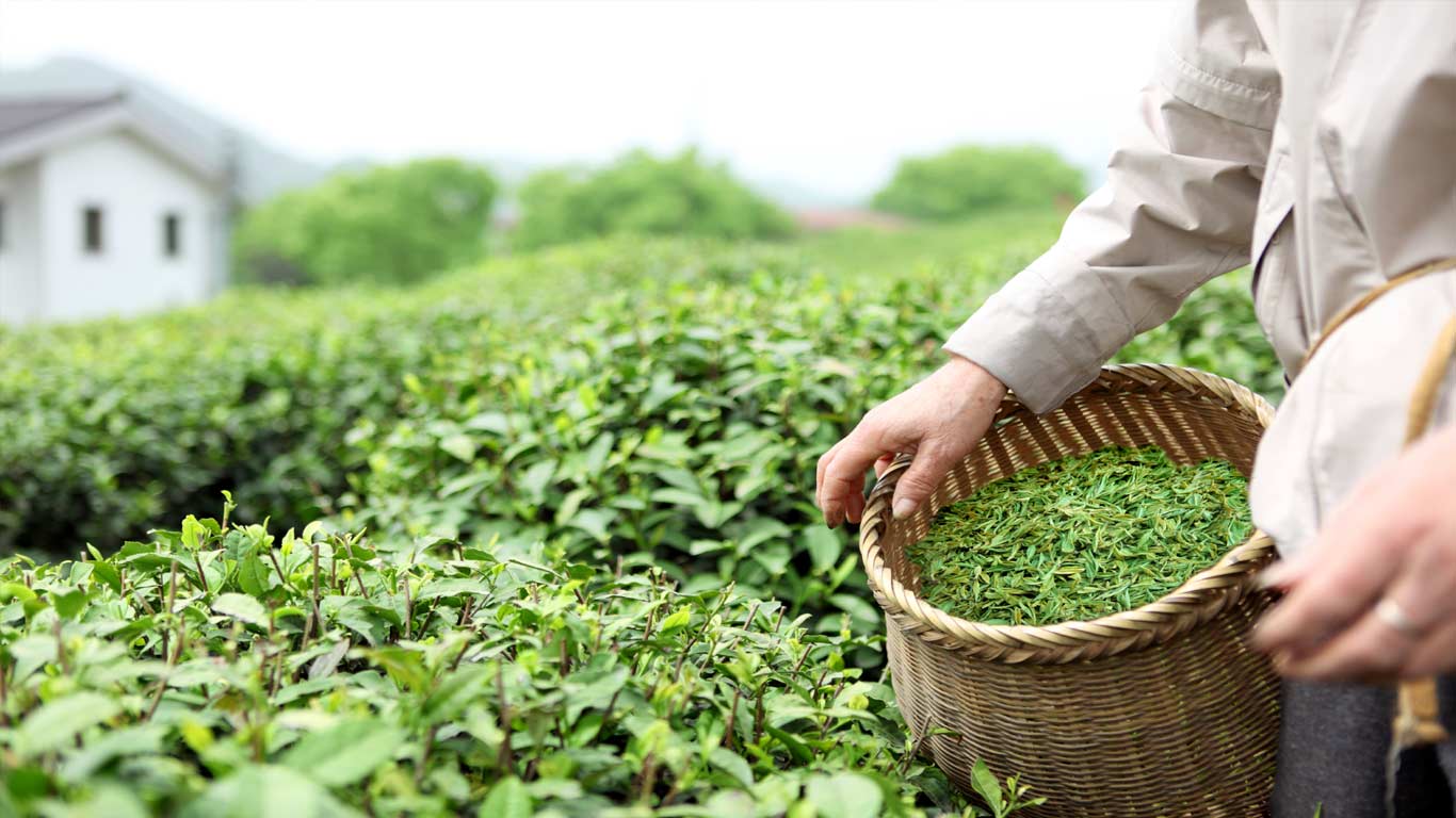 Tea Production – PLAIN-T